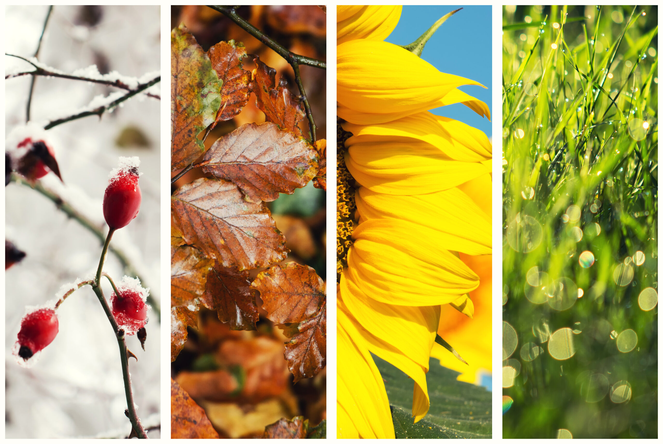 Four seasons collage: Spring, Summer, Autumn, Winter – Die vier ...